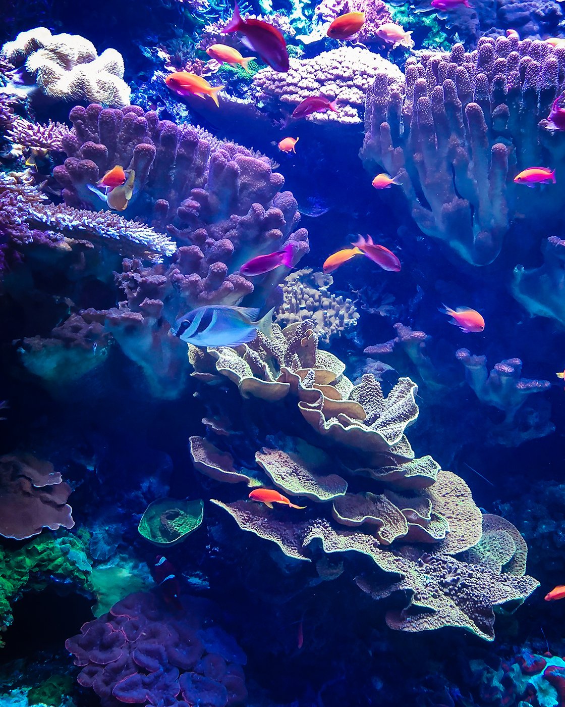 New ocean adventures from Fairmont Maldives Sirru Fen Fushi, here’s ...