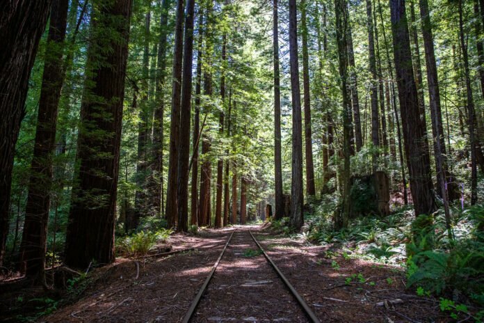 Rediscover the beautiful Redwoods in California with these electric ...