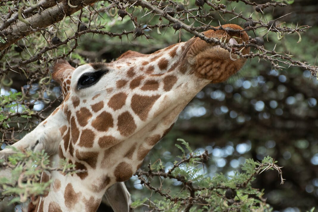 Special Screening of “SUPER/NATURAL” by James Cameron in Los Angeles ...