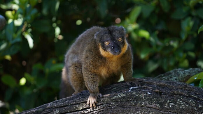SNAP TASTE | Magic Of Disney’s Animal Kingdom Season 2 showcases not ...