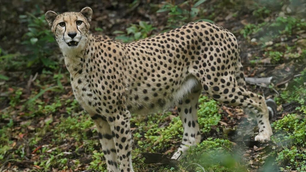 Magic Of Disney’s Animal Kingdom Season 2 showcases not only the ...