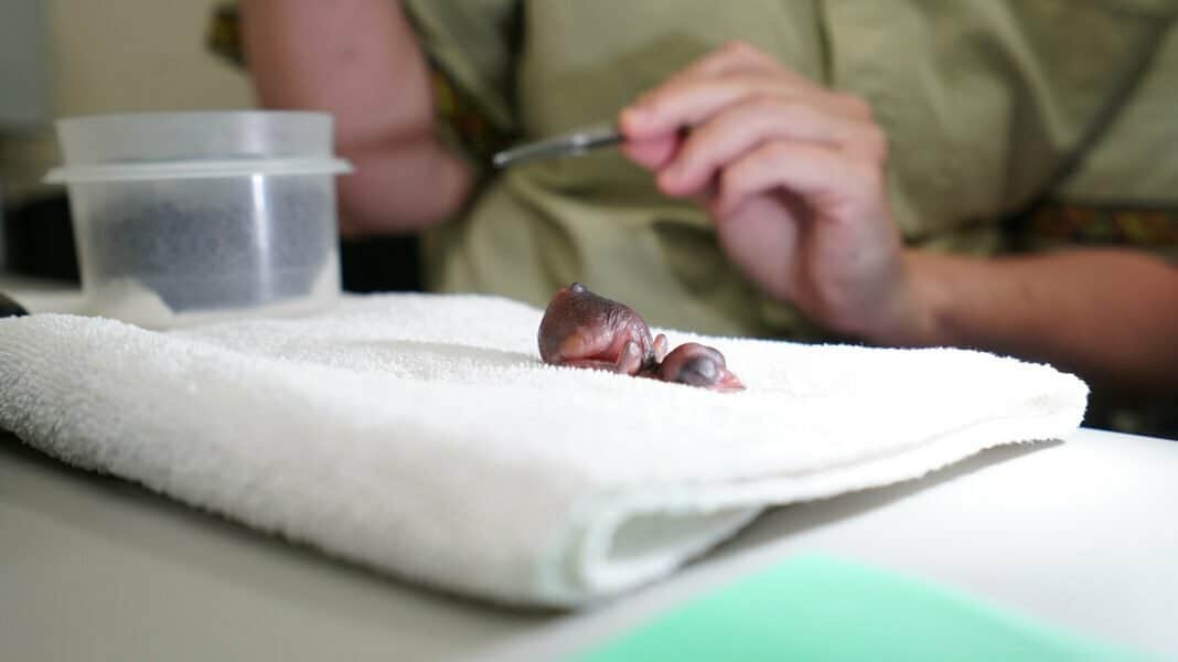 Magic Of Disney’s Animal Kingdom Season 2 showcases not only the ...