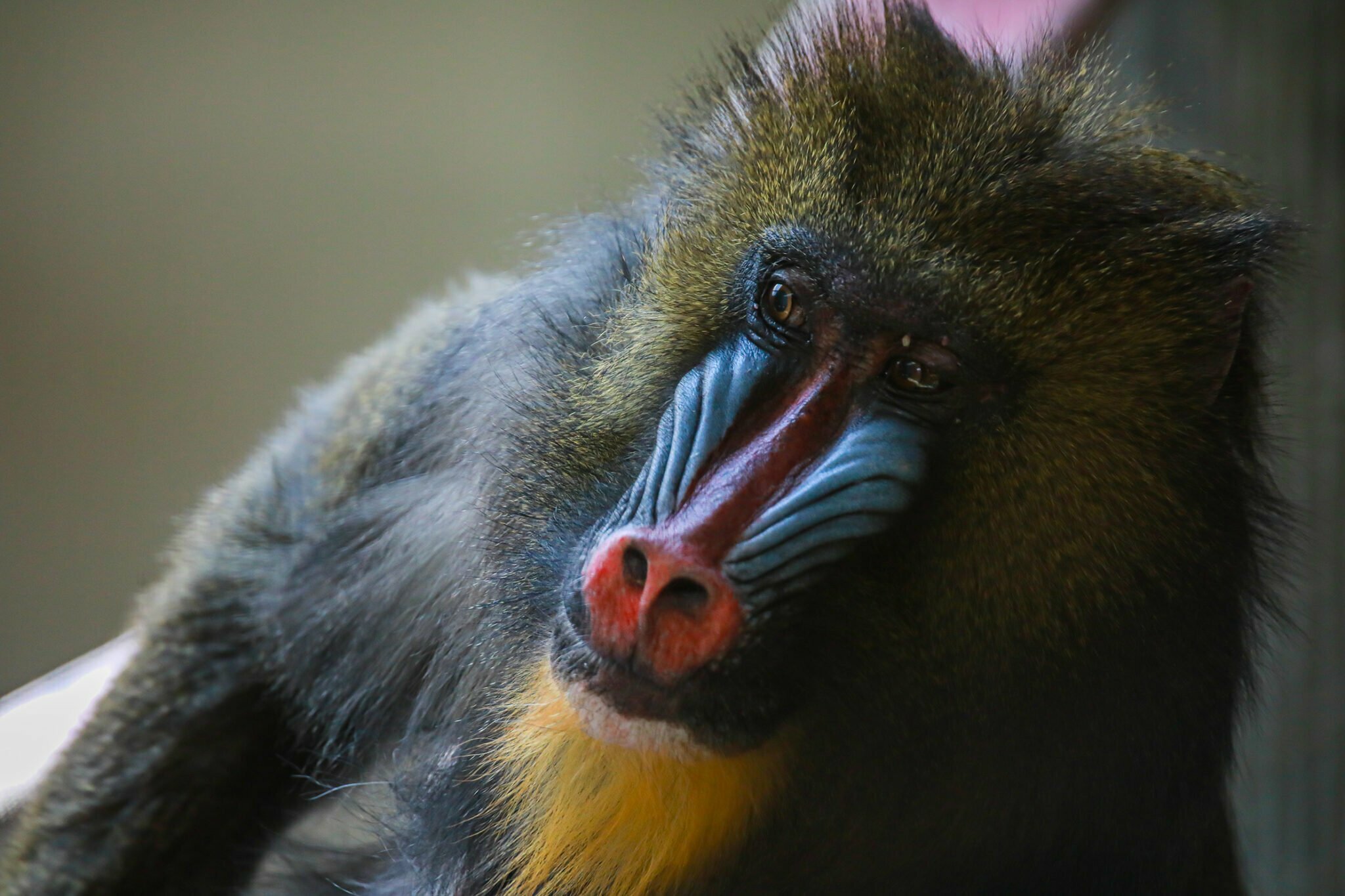 Magic Of Disney’s Animal Kingdom Season 2 showcases not only the ...