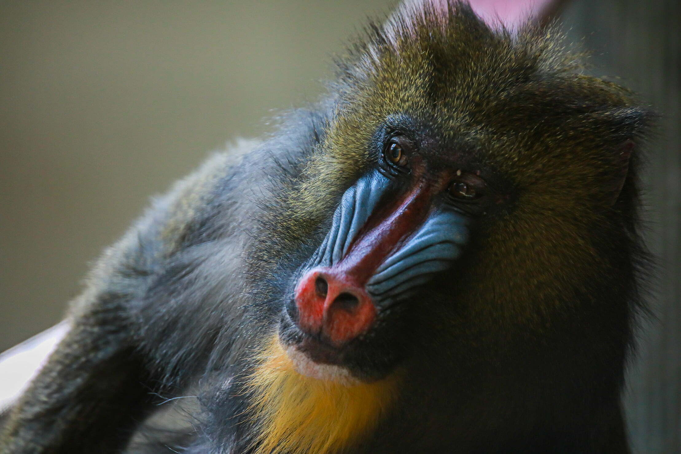 SNAP TASTE | Magic Of Disney’s Animal Kingdom Season 2 showcases not ...