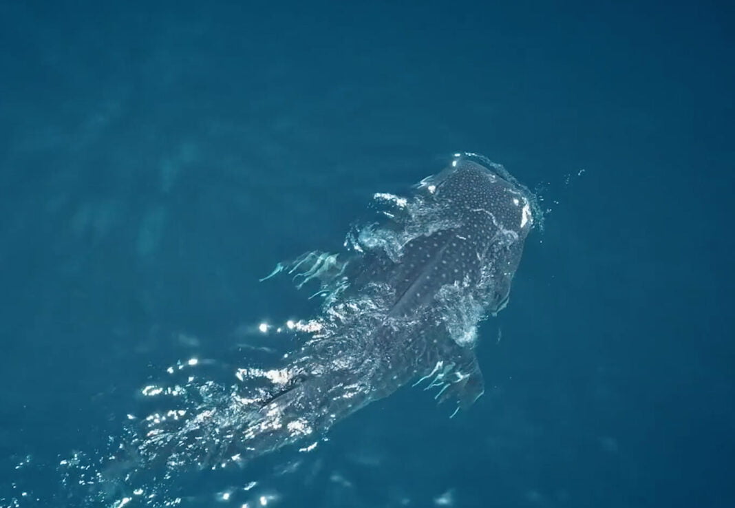 SNAP TASTE | VIDEO: Discovering the Whale Sharks in Qatar