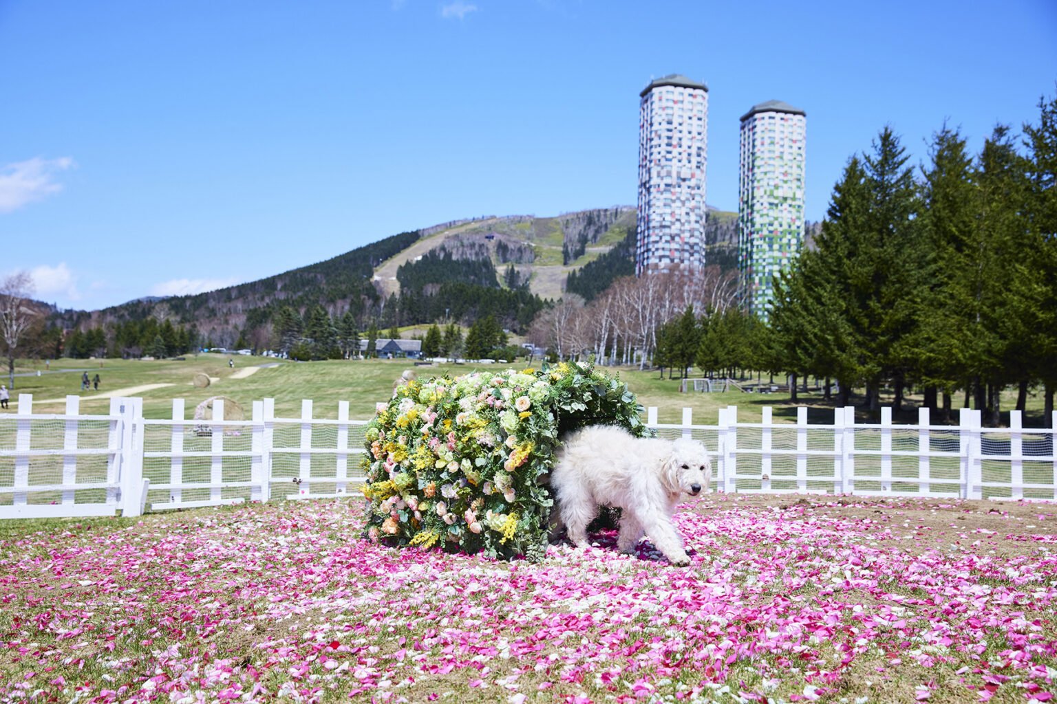 SNAP TASTE | The 2023 Spring Flower Festival will be held at these five ...