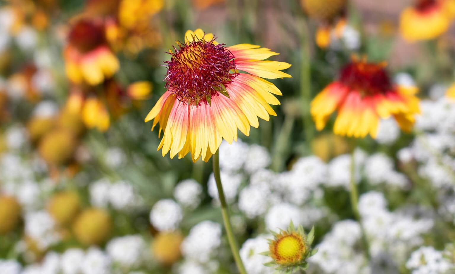 Explore Sustainable Agriculture and Gardening at Irvine’s Great Park ...