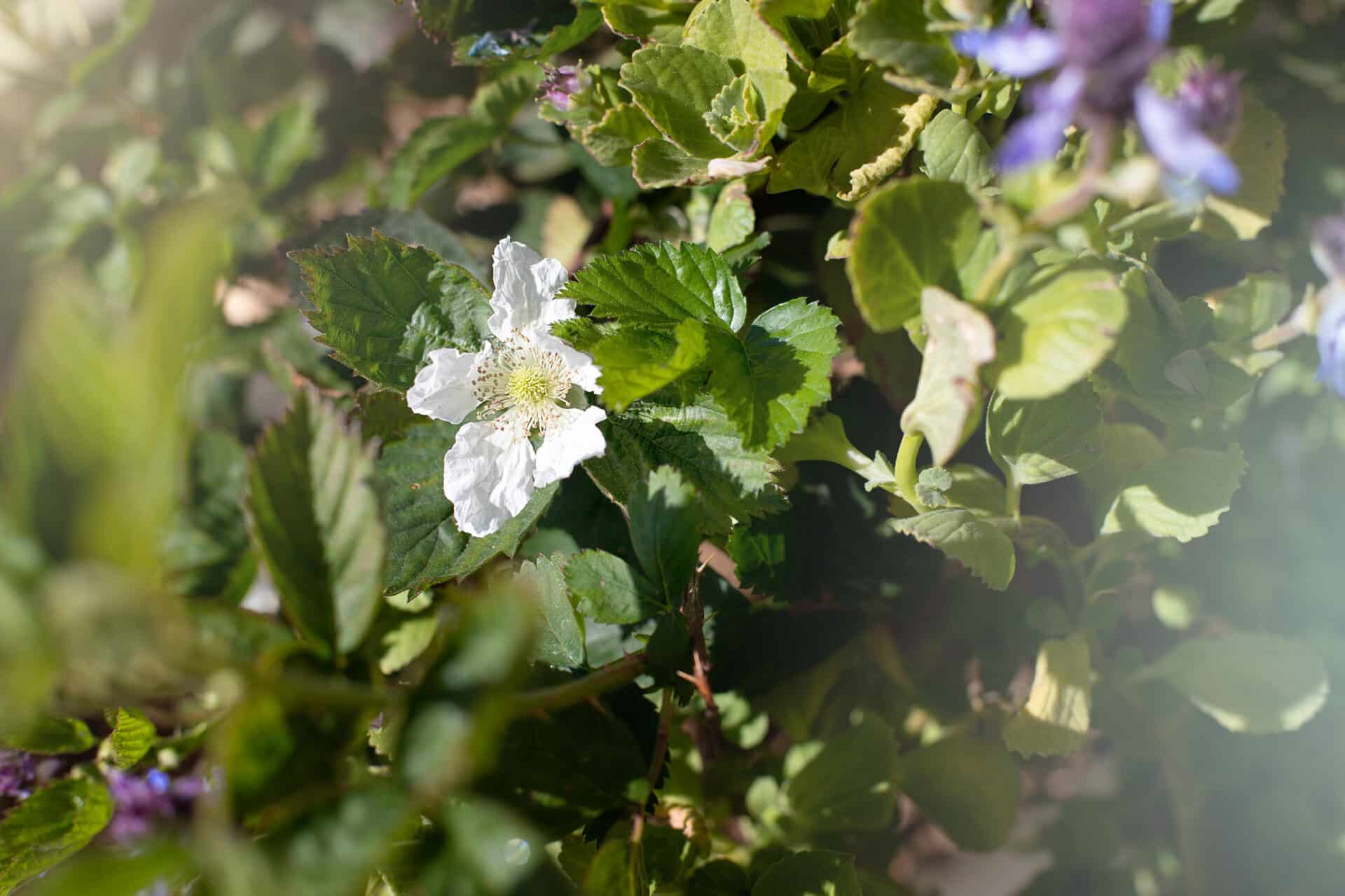Explore Sustainable Agriculture and Gardening at Irvine’s Great Park ...
