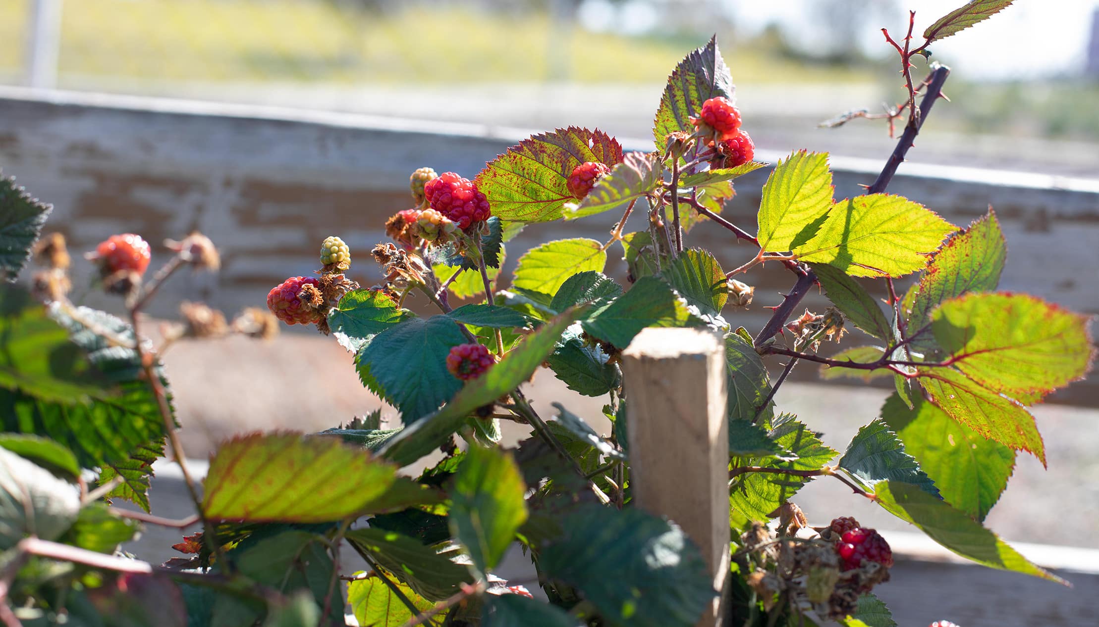 Explore Sustainable Agriculture and Gardening at Irvine’s Great Park ...
