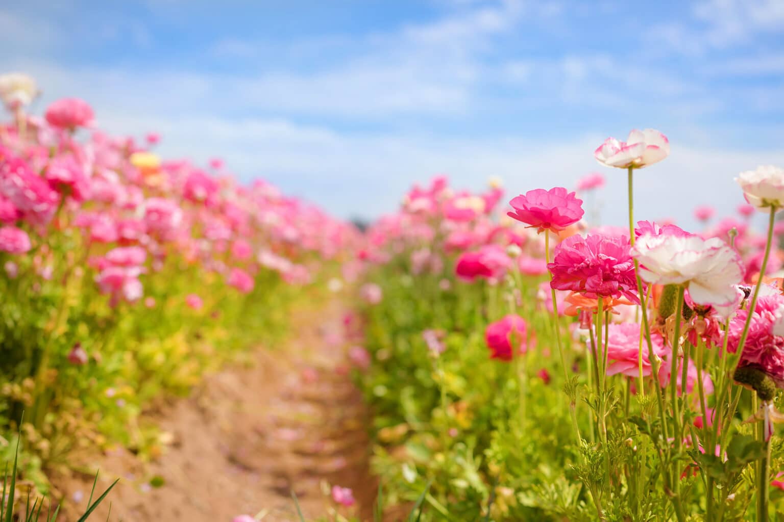 Spring Has Sprung at The Flower Fields: New Events and Fan Favorites ...
