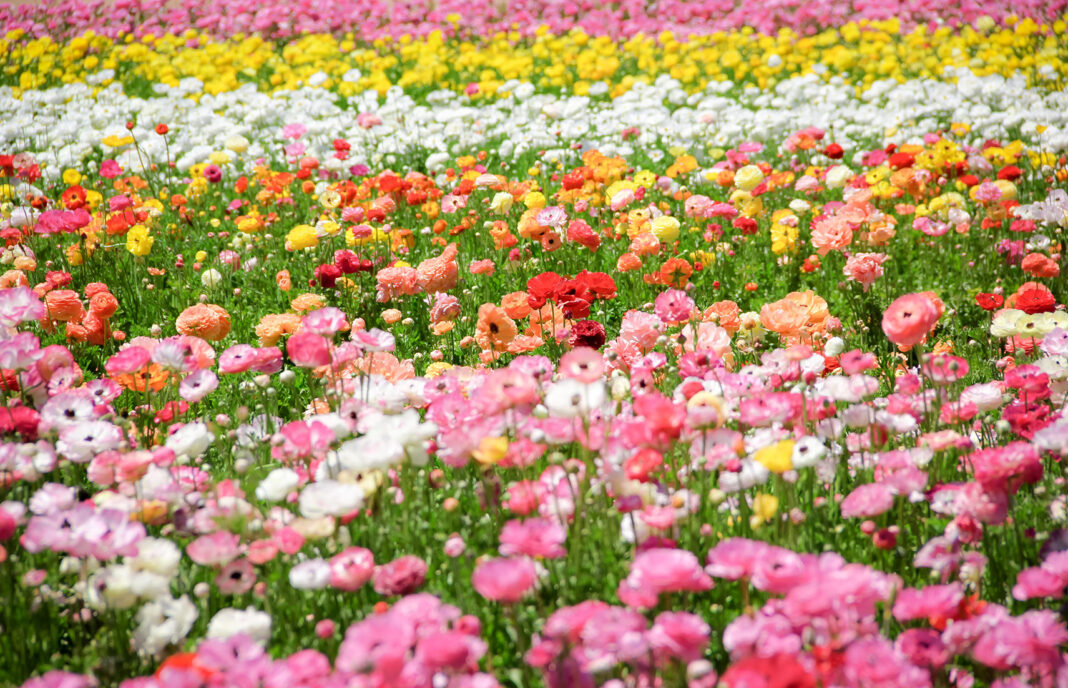 Spring Has Sprung at The Flower Fields: New Events and Fan Favorites ...