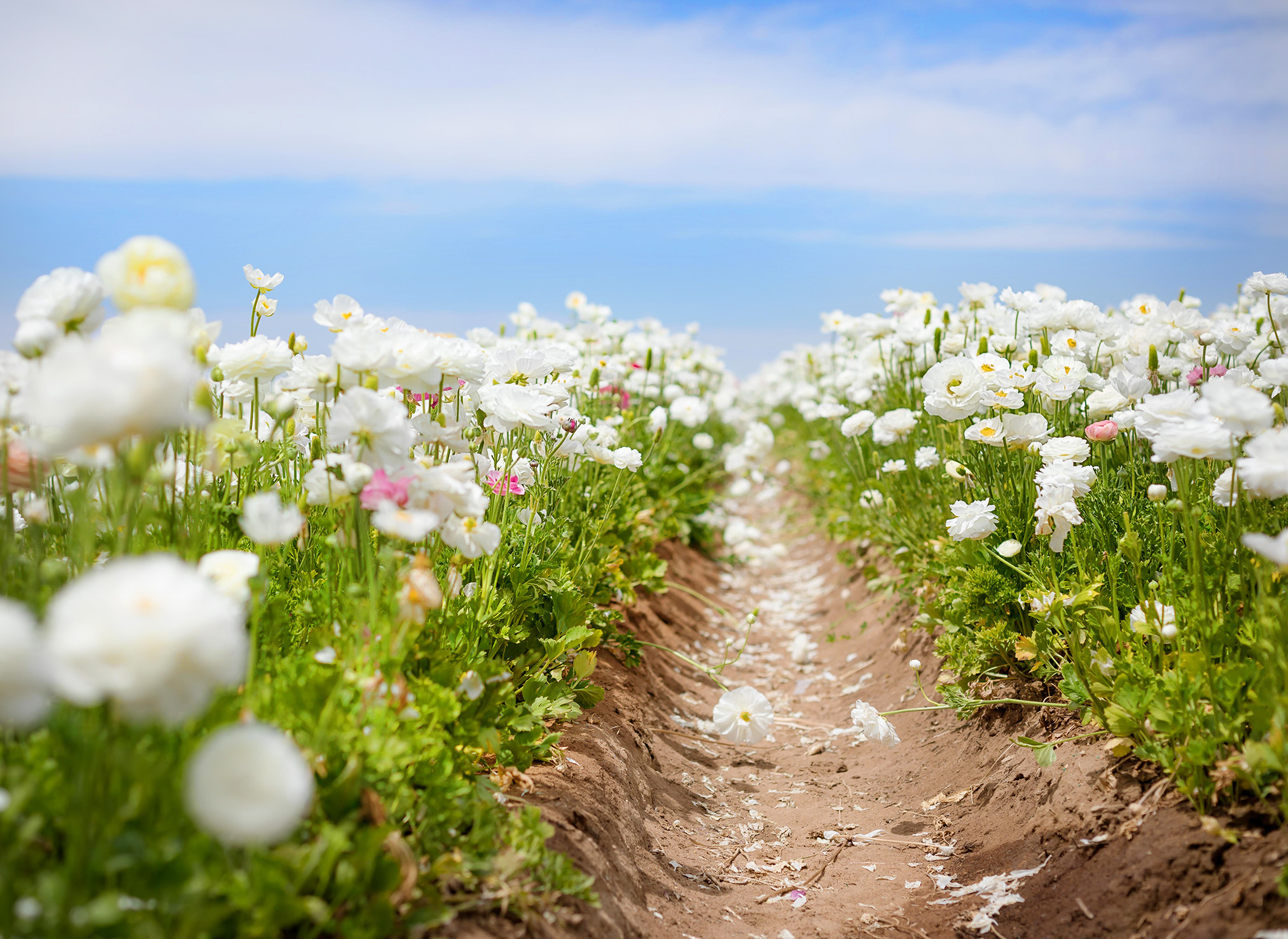 Spring Has Sprung at The Flower Fields: New Events and Fan Favorites ...