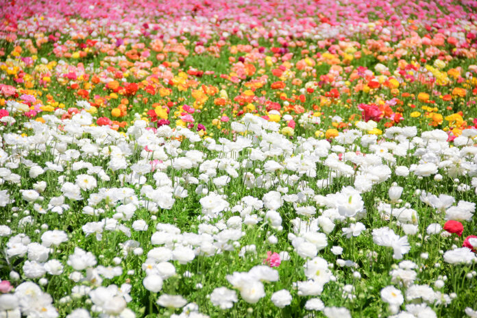 Spring Has Sprung at The Flower Fields: New Events and Fan Favorites ...