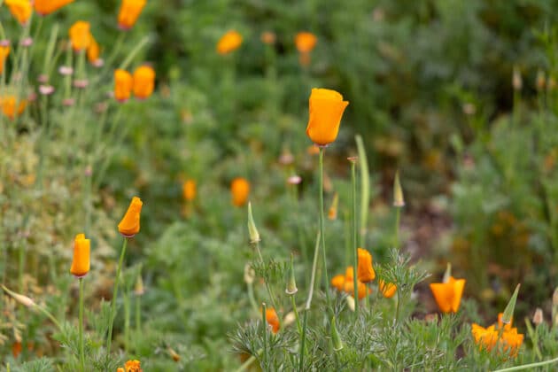 Discover the Beauty and Diversity of Southern California’s Native ...