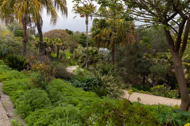 Discover the Beauty and Diversity of Southern California’s Native ...