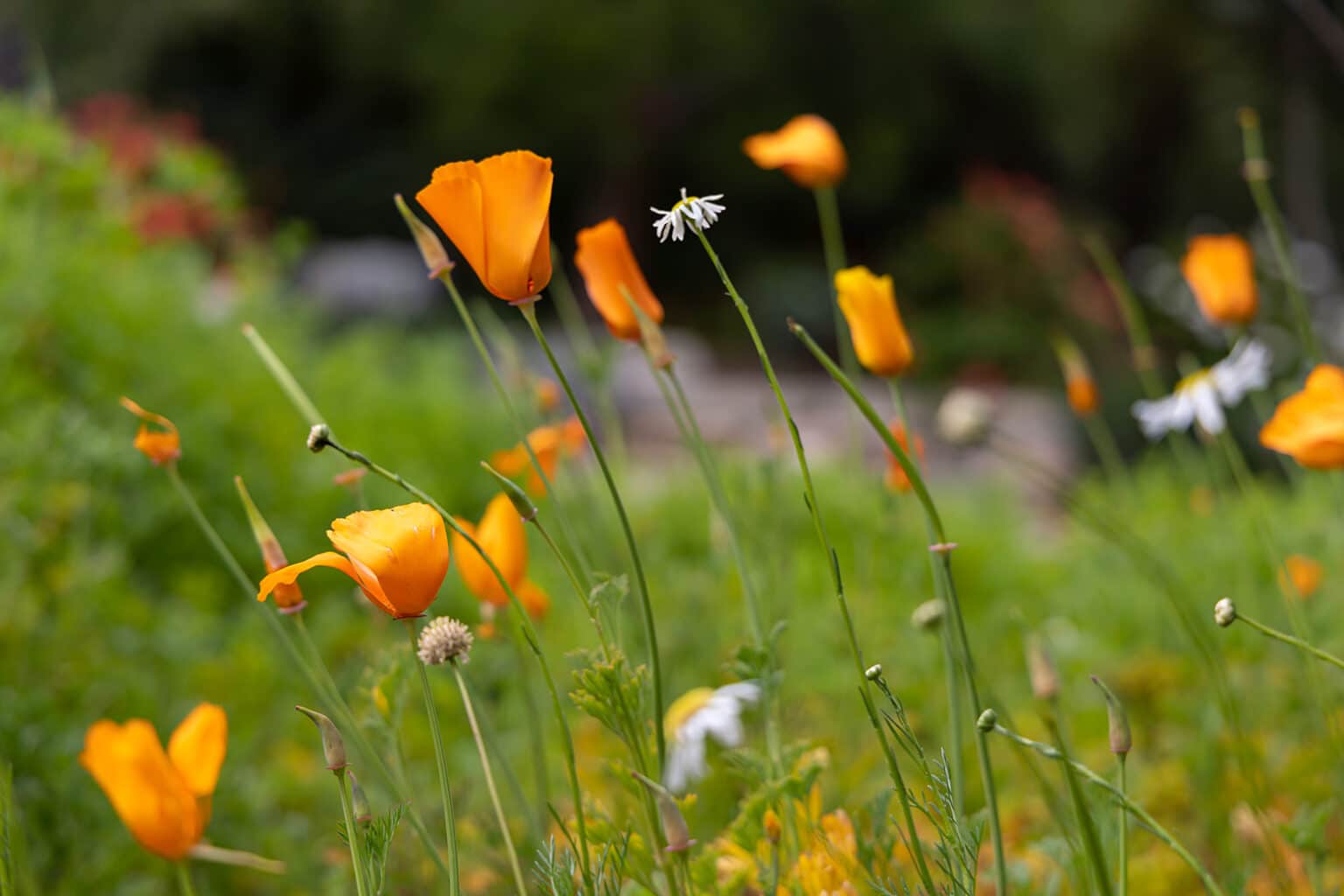 Discover the Beauty and Diversity of Southern California’s Native ...