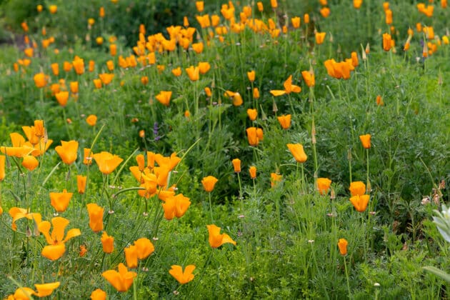 Discover the Beauty and Diversity of Southern California’s Native ...