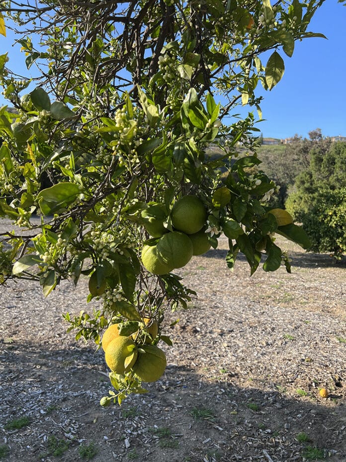 Explore Orange County’s Natural Beauty: 5 Must-Try Hiking Trails | SNAP ...