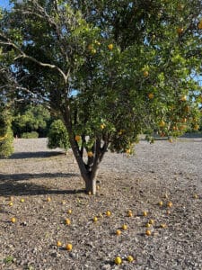 SNAP TASTE Magazine | Explore Orange County’s Natural Beauty: 5 Must ...