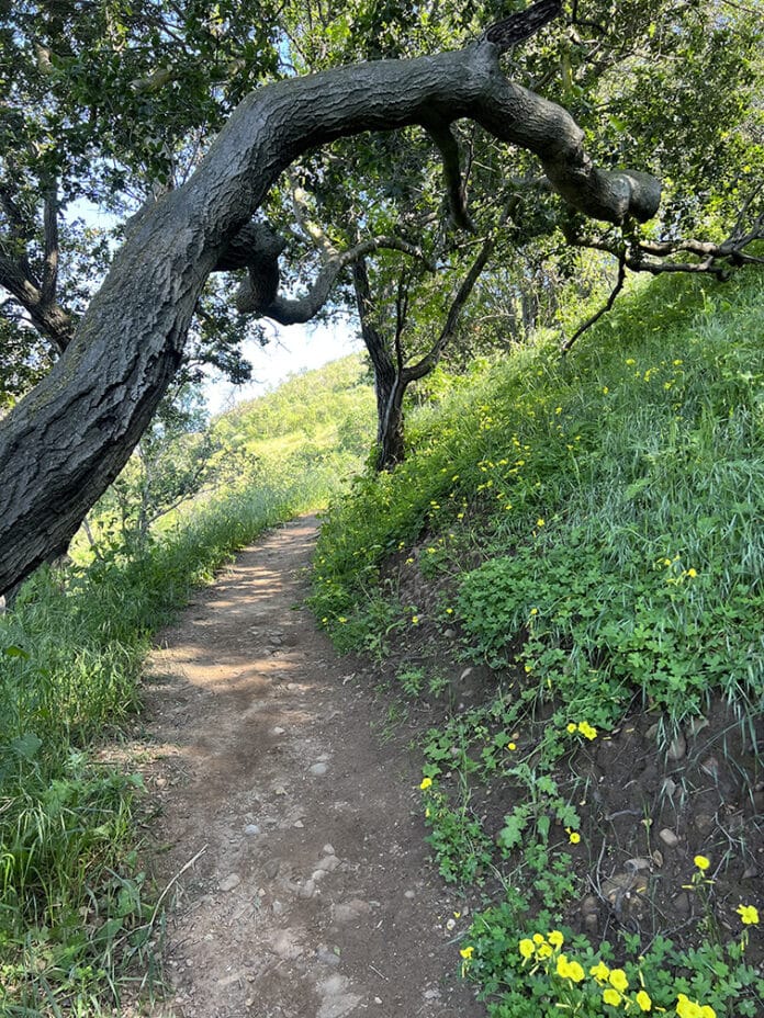 Explore Orange County’s Natural Beauty: 5 Must-Try Hiking Trails | SNAP ...