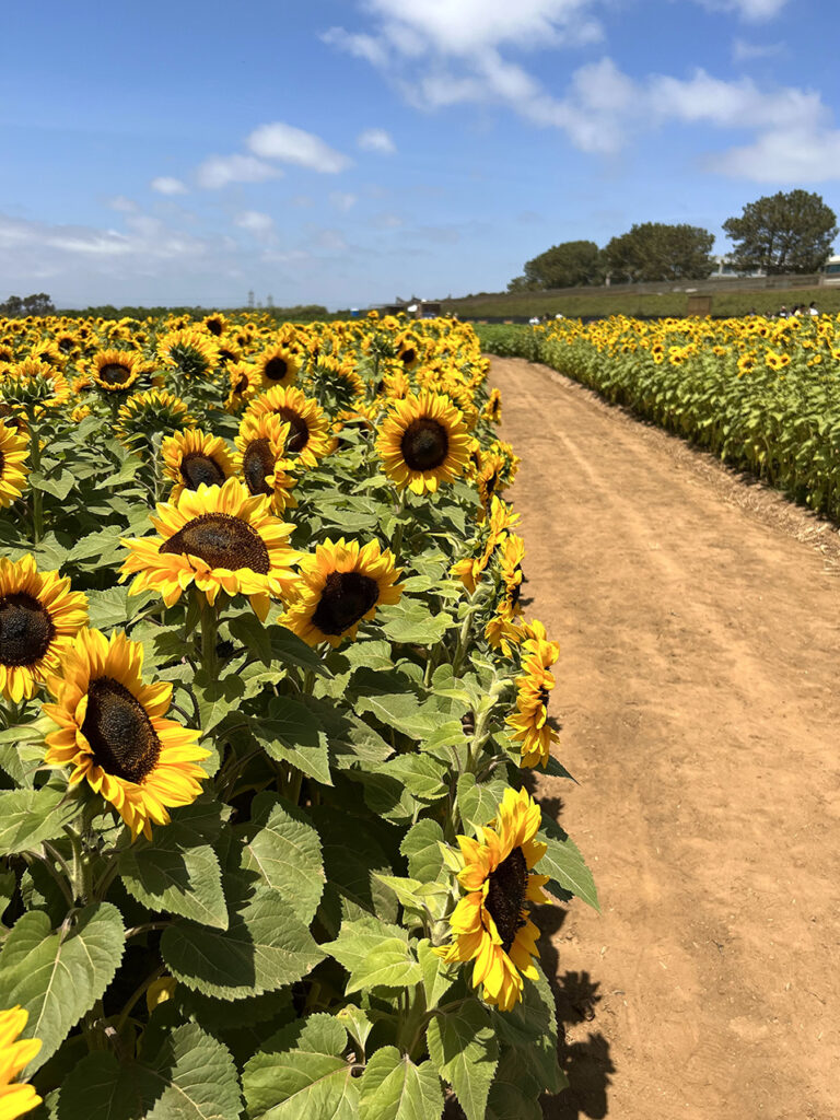 Sea of Sunflowers in Full Bloom at The Flower Fields | SNAP TASTE