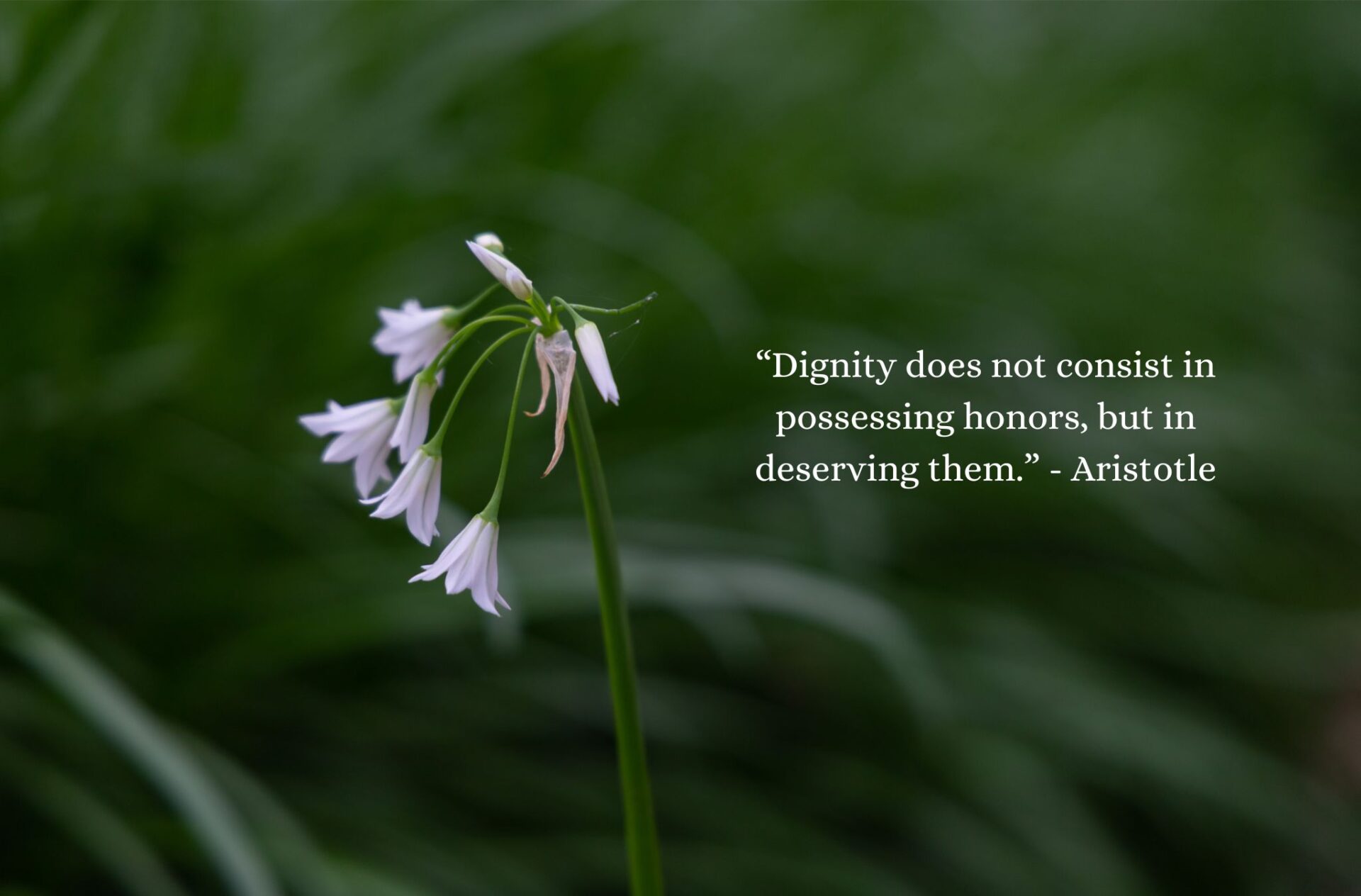 The True Essence of Dignity: Deserving, Not Possessing Honors | SNAP TASTE