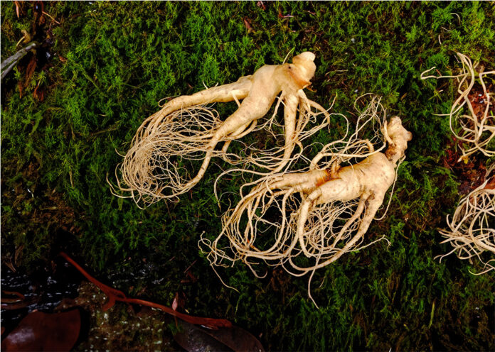 The Ginseng Chronicles: From Ancient Korea to Global Recognition | SNAP ...