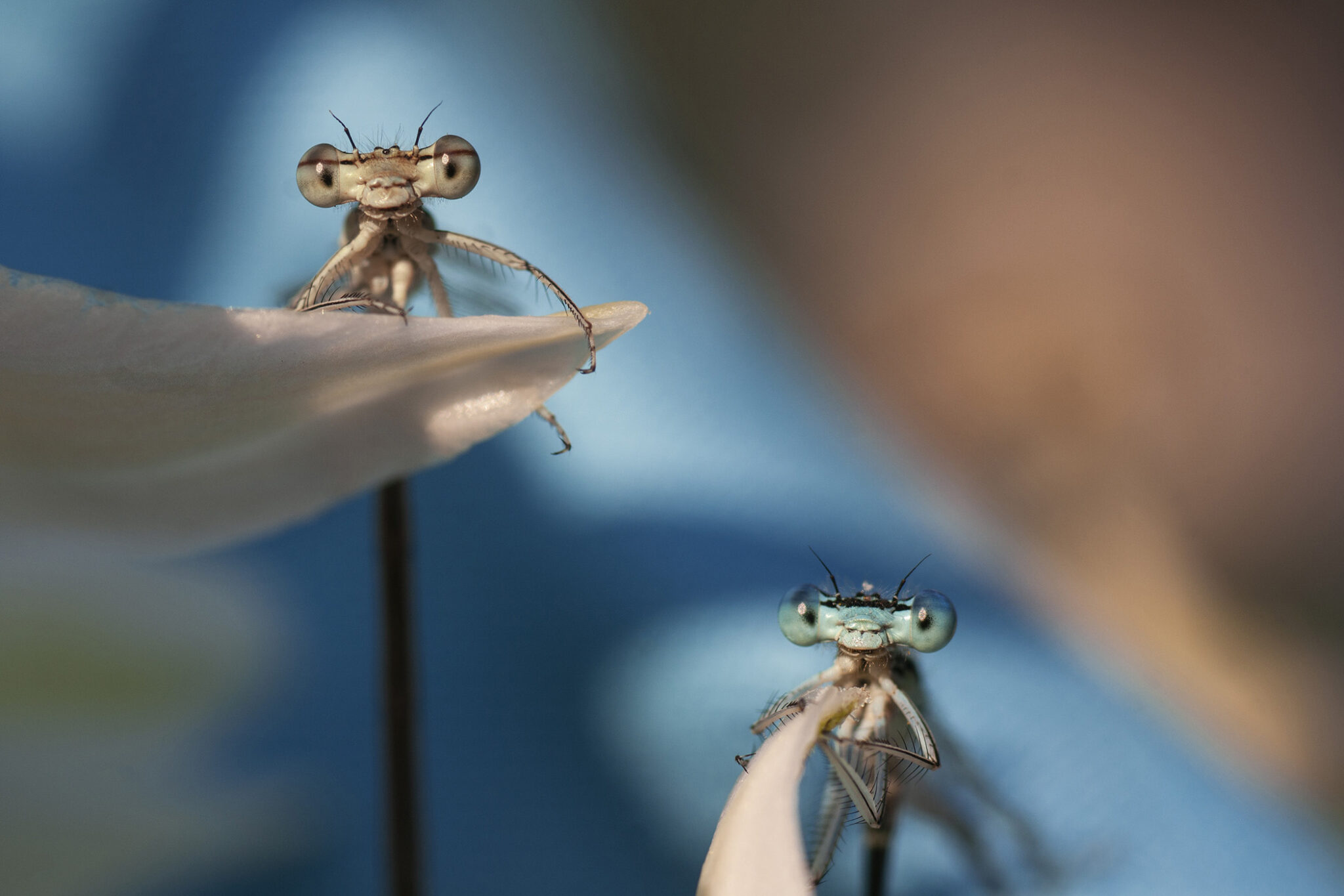 SNAP TASTE | A Real Bug’s Life Season 2: National Geographic’s Stunning ...