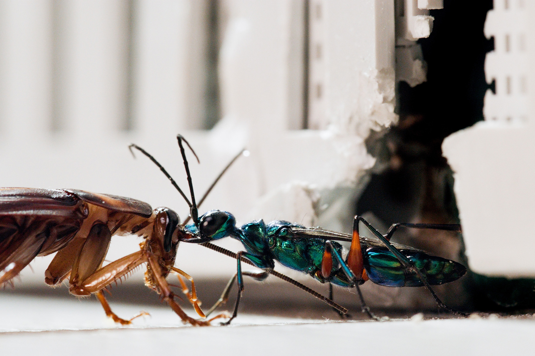 Underdogs: National Geographic’s Wildly Entertaining Twist on Nature ...