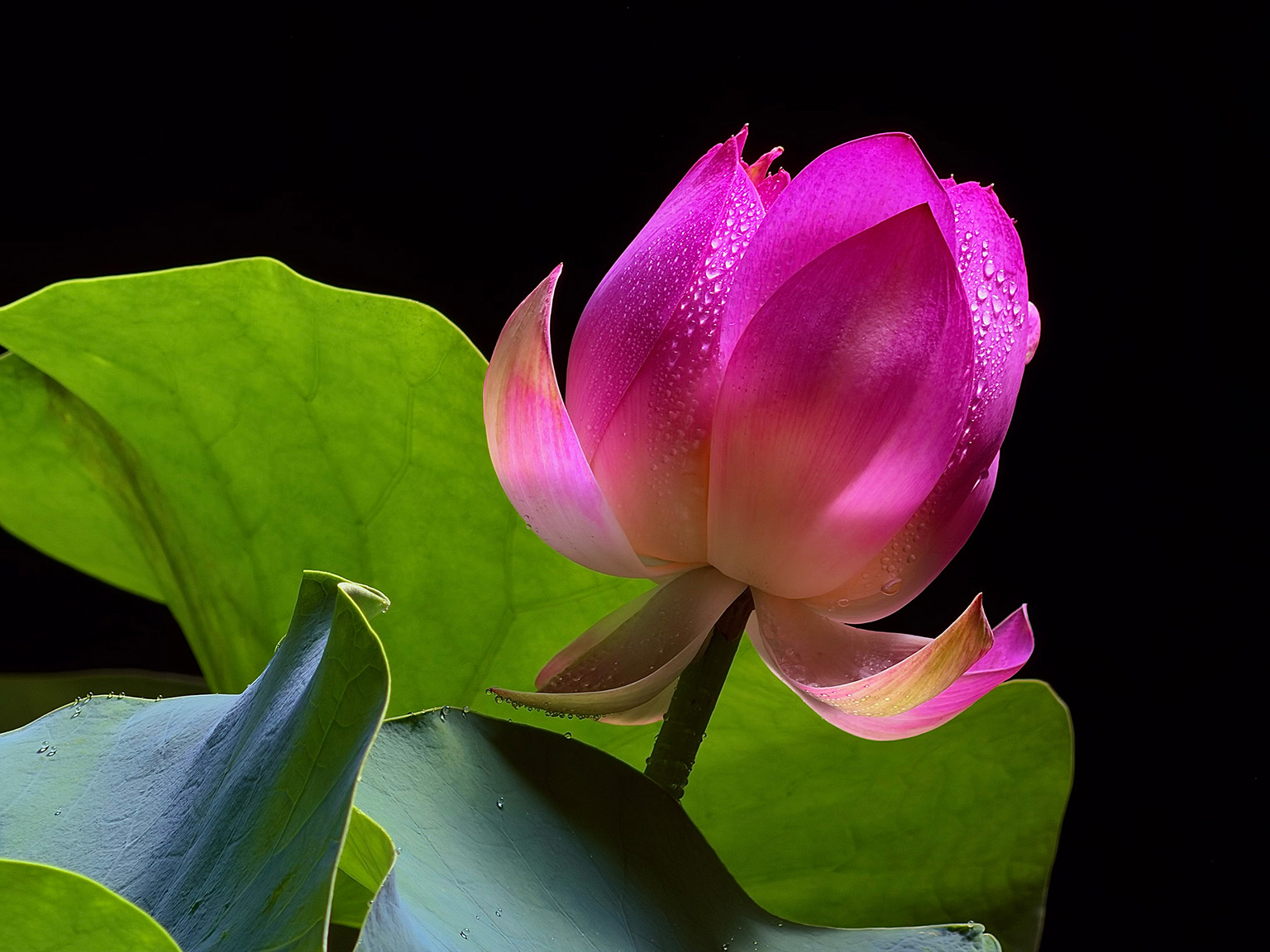 Apple Unveils iPhone 17 Pro Line: Specs, Performance, and Competitor Comparison | SNAP TASTE